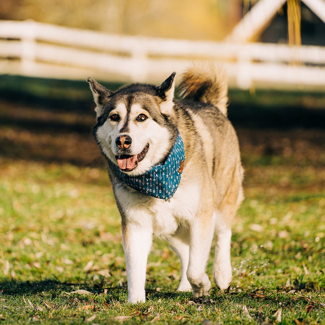 About Us - Washington Alaskan Malamute Adoption League