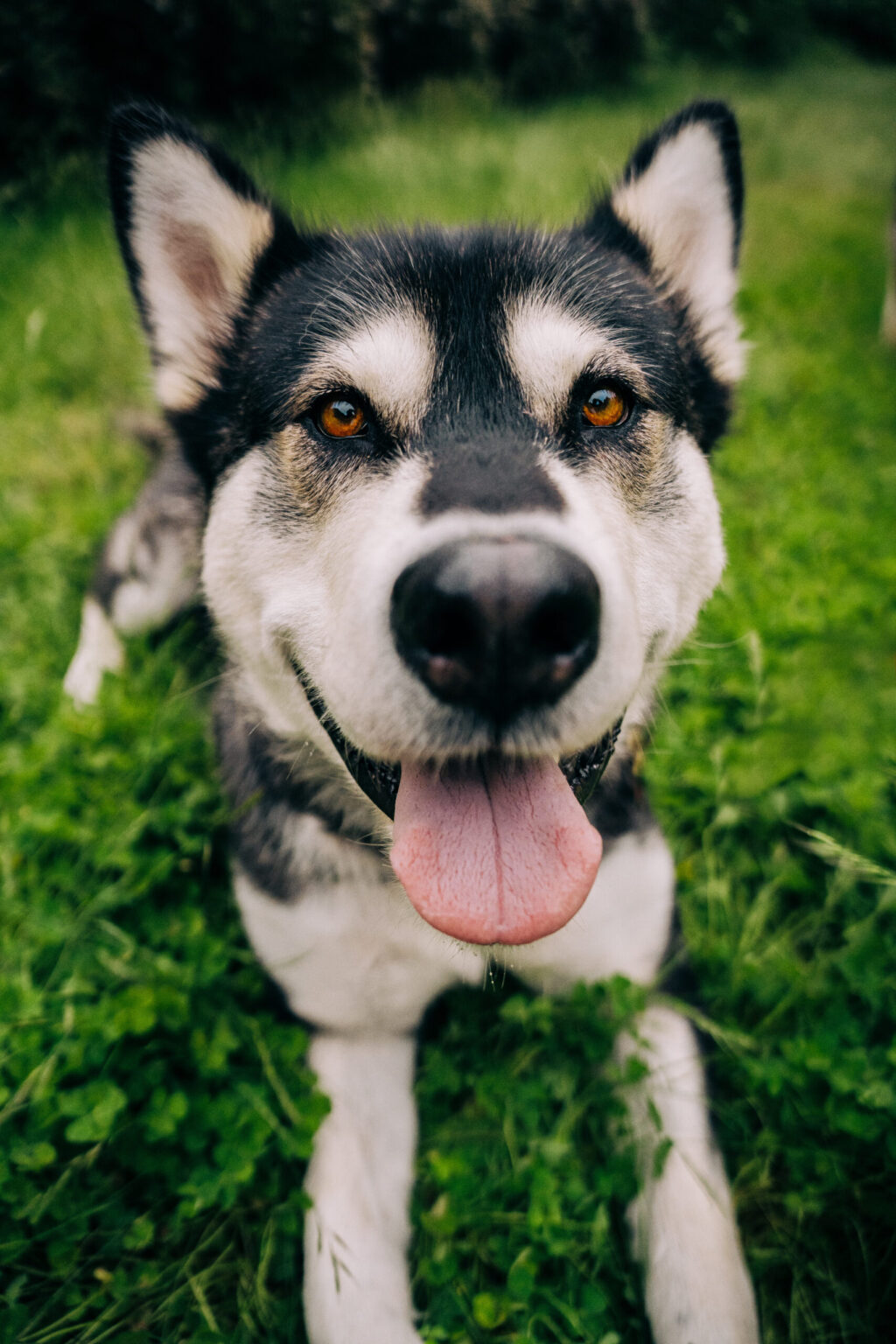Volunteer Info - Washington Alaskan Malamute Adoption League