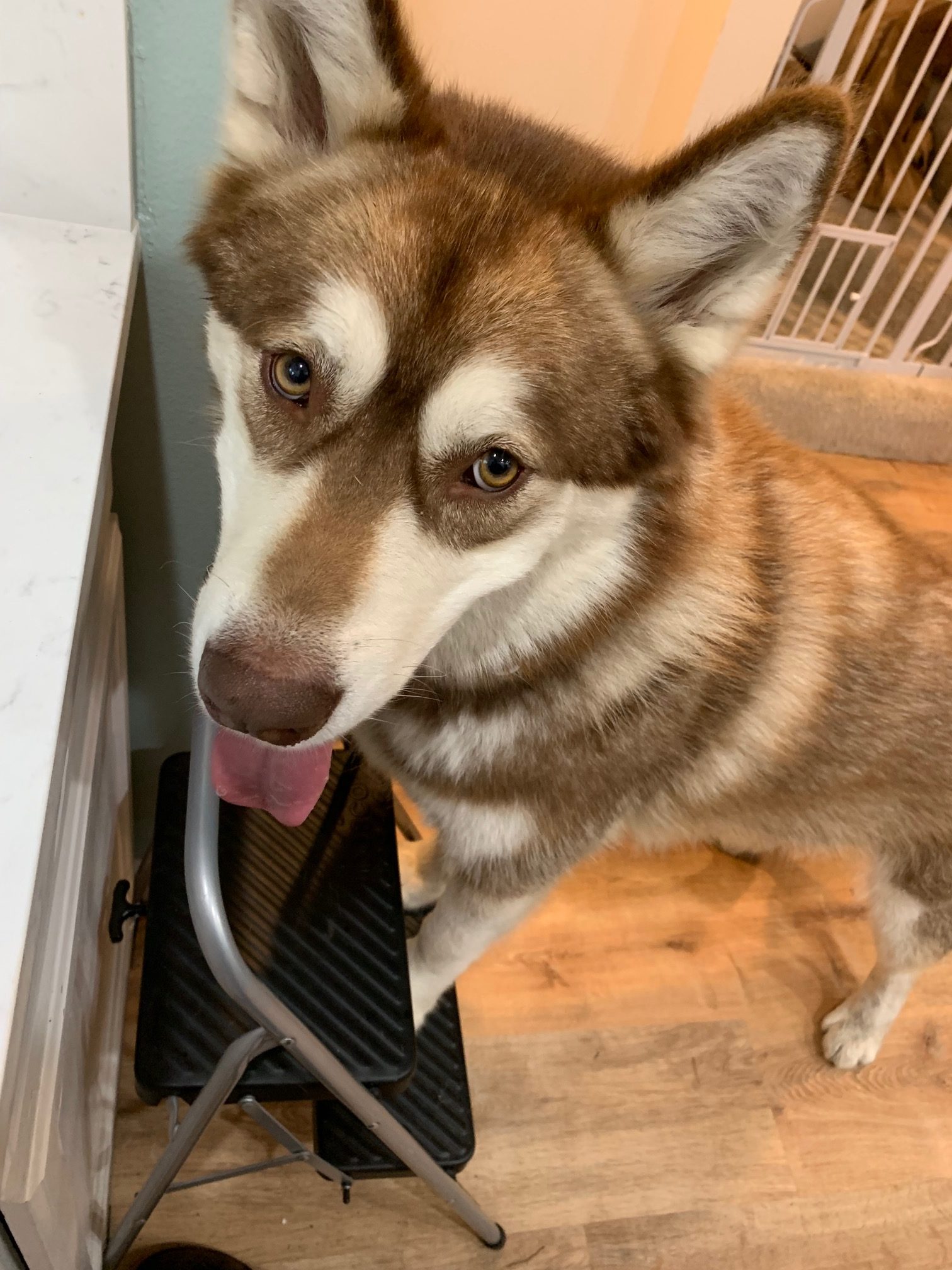 Owner Resources - Washington Alaskan Malamute Adoption League